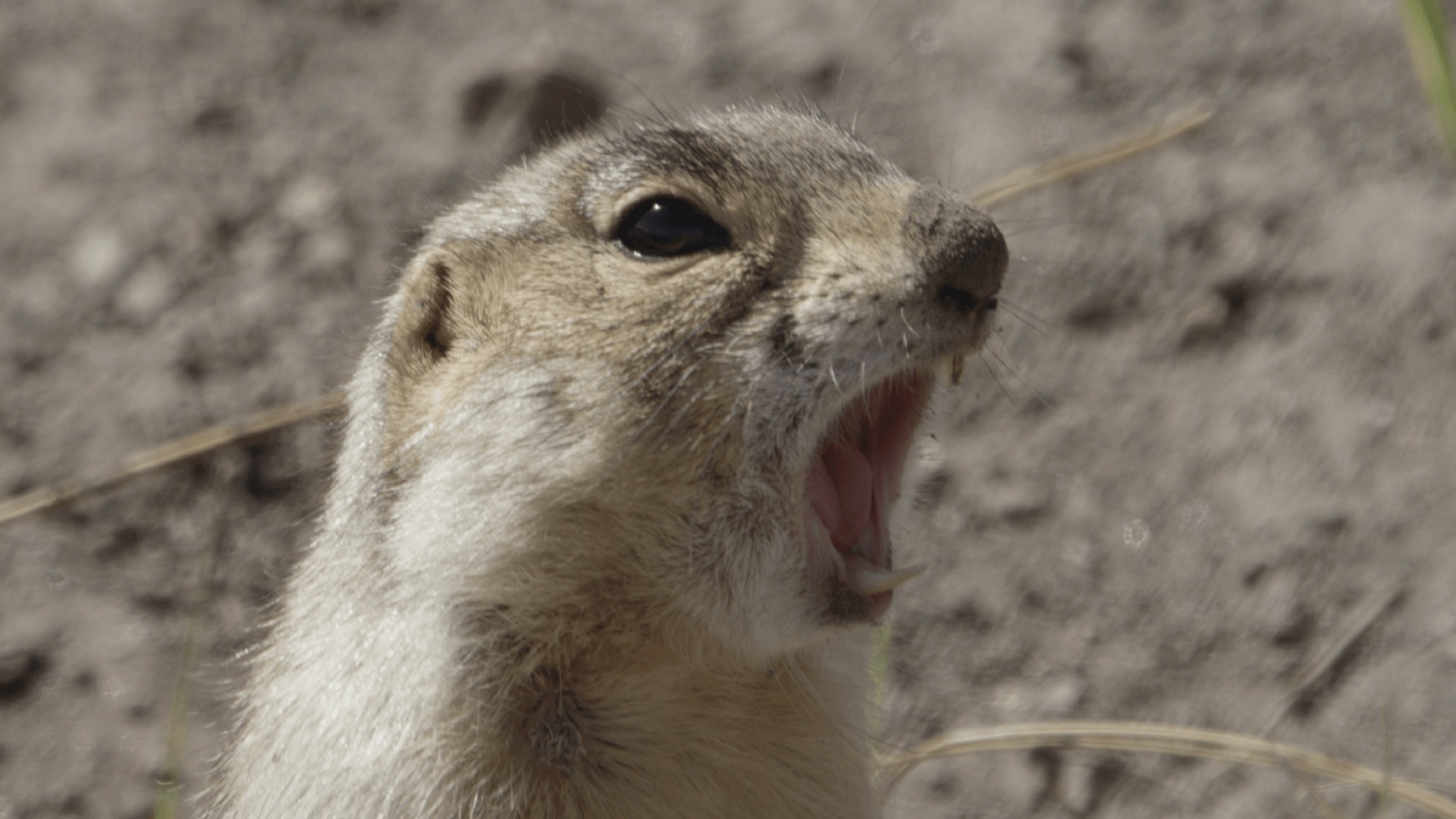Prairie Dog Manor - Disney+