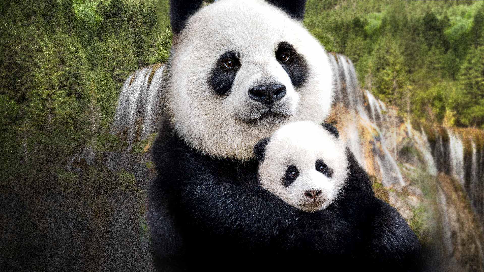 Born in China - Disney+