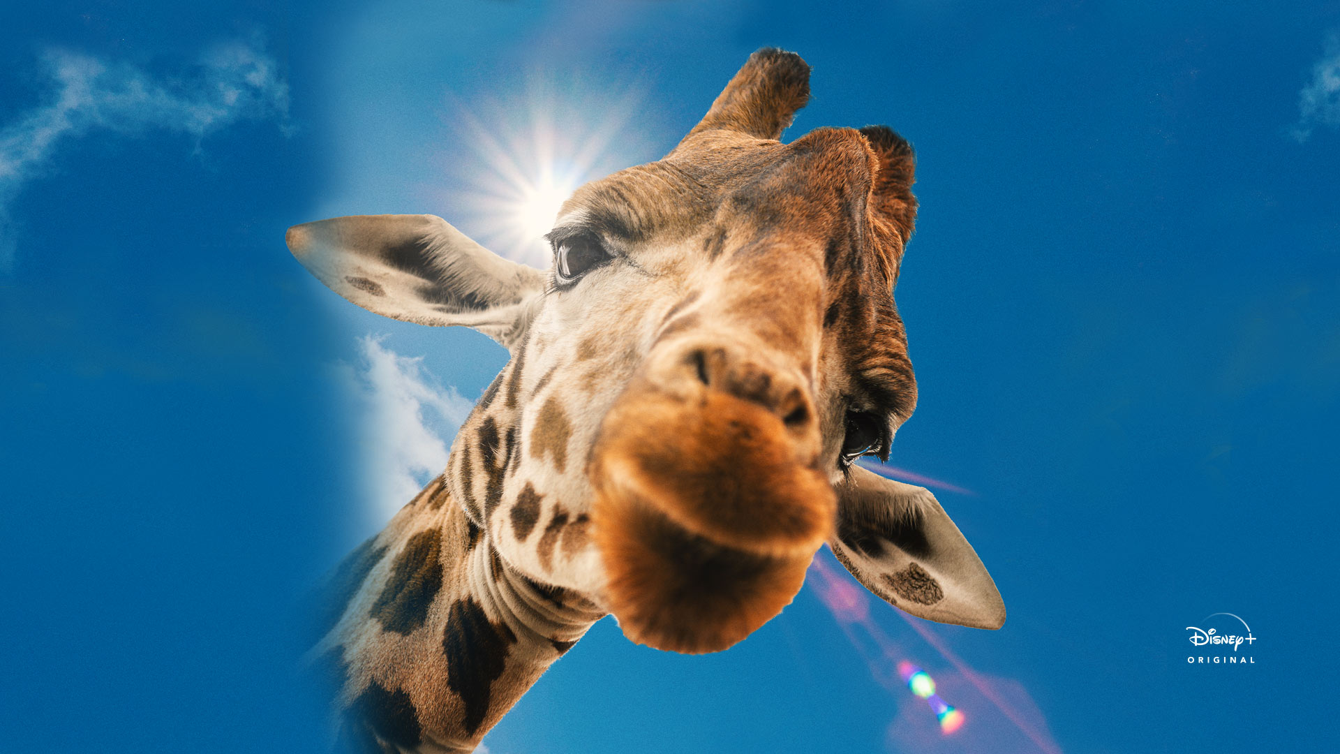 Magic of Disney's Animal Kingdom on Disney+ South Africa | English ...