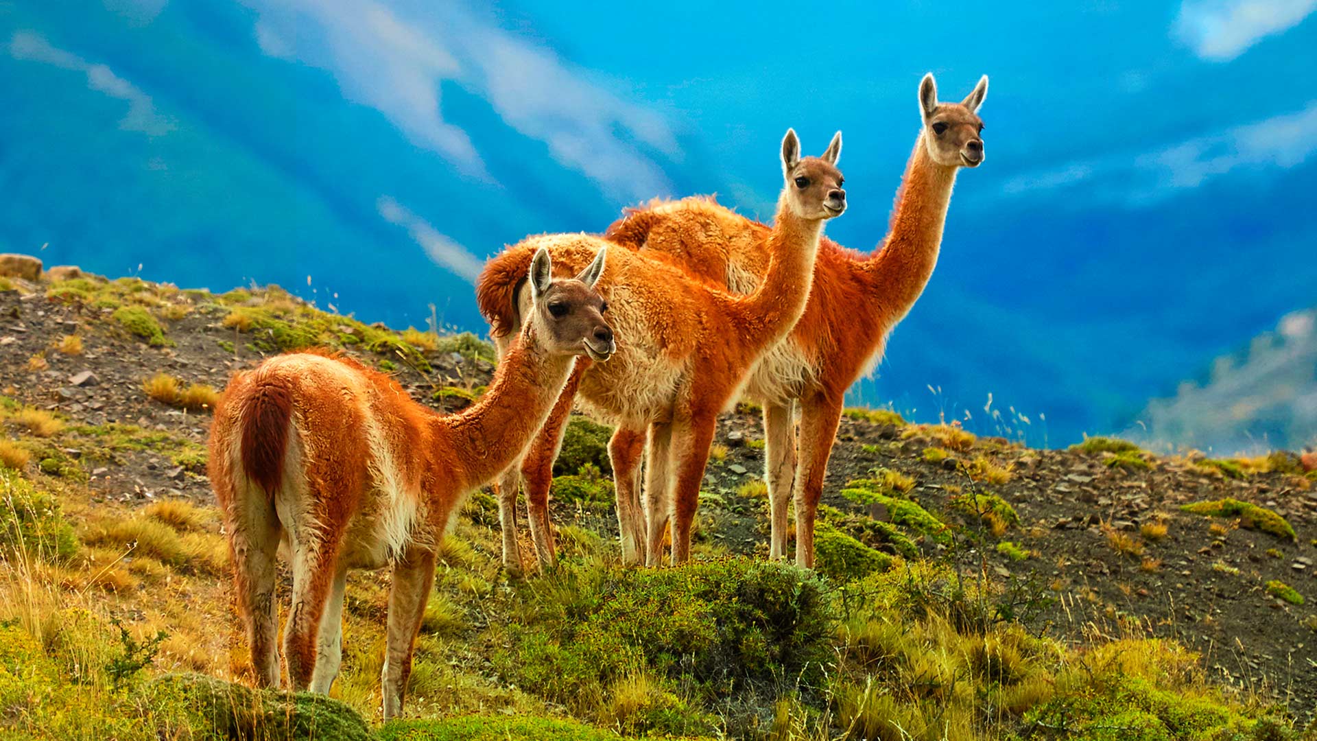 Wild Chile on Disney+ South Africa | English French (Parisian) Spanish ...